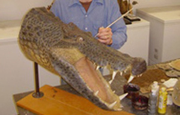 Fossil Lab Gallery | Paul Sereno - Paleontologist | The University of ...