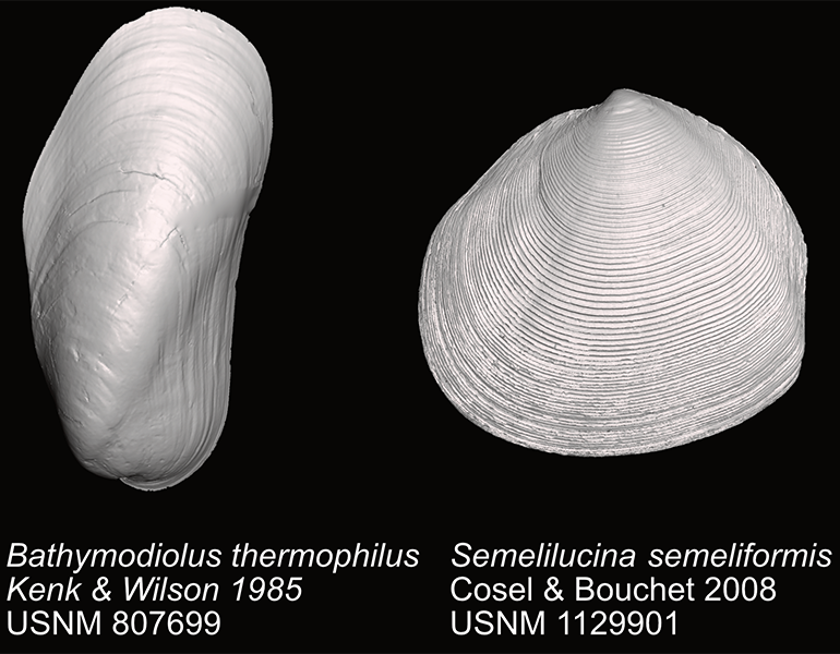 Into the deep: scientists find two paths | News | Physical Sciences ...