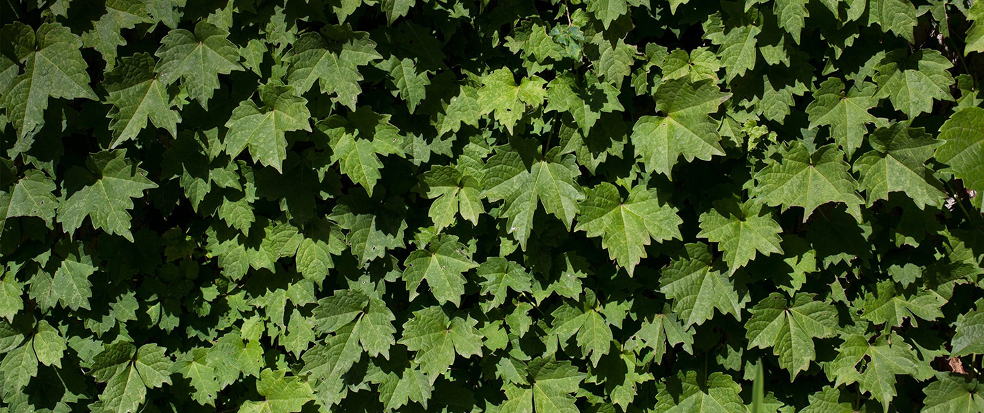 Physical Sciences Division | The University of Chicago