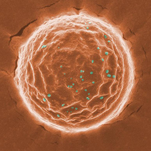 News | Physical Sciences Division | The University of Chicago